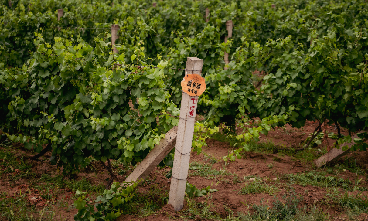 Beijing-Tianjin-Hebei Region | Chinese Wine Regions | Wynn Signature ...